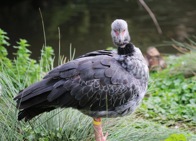 Southern screamer stock image. Image of black, aves, argentina - 99612065