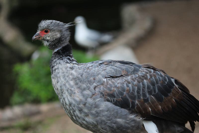 Southern screamer stock image. Image of argentina, grass - 99612081