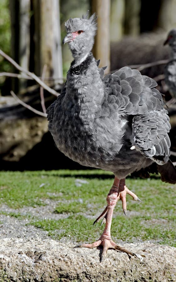 Southern screamer 1 stock photo. Image of nest, nature - 33475650