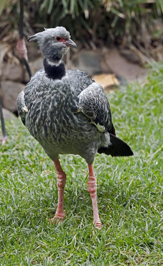 Southern screamer 5 stock photo. Image of animal, profile - 39105648
