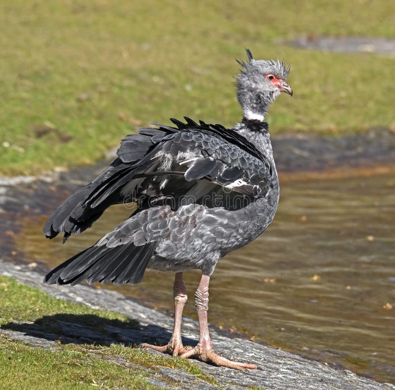 Southern screamer 7 stock photo. Image of feather, portrait - 70933114