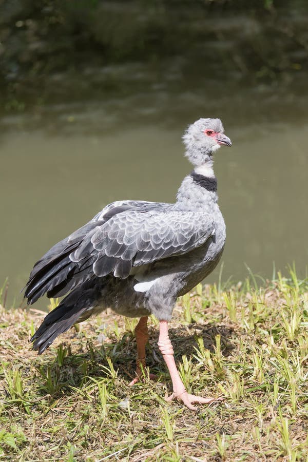 Crested screamer profile stock image. Image of screamer - 33754861