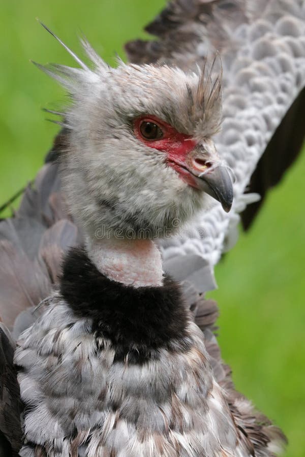 The Crested Southern Screamer Stock Photo - Image of spreading ...