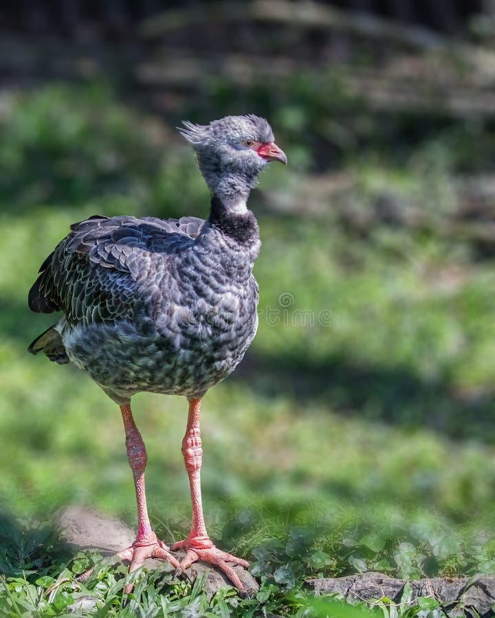 A Southern Screamer stock photo. Image of nature, zoology - 397078192