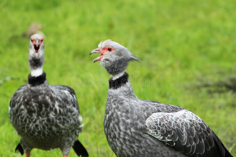 Crested screamer stock photo. Image of nature, chauna - 31347364