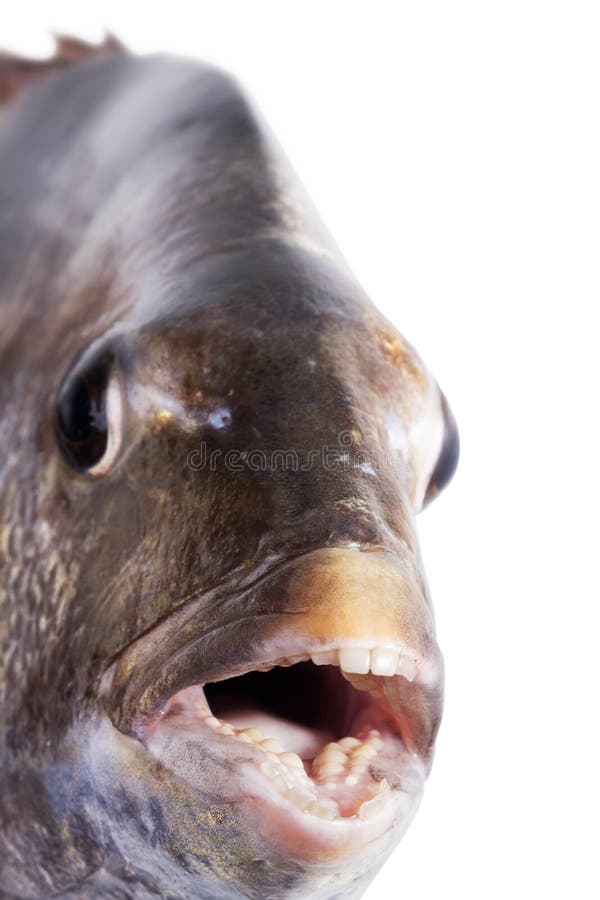 Southern Sheeps Head Archosargus Probatocephalus, Close-up of Stock ...