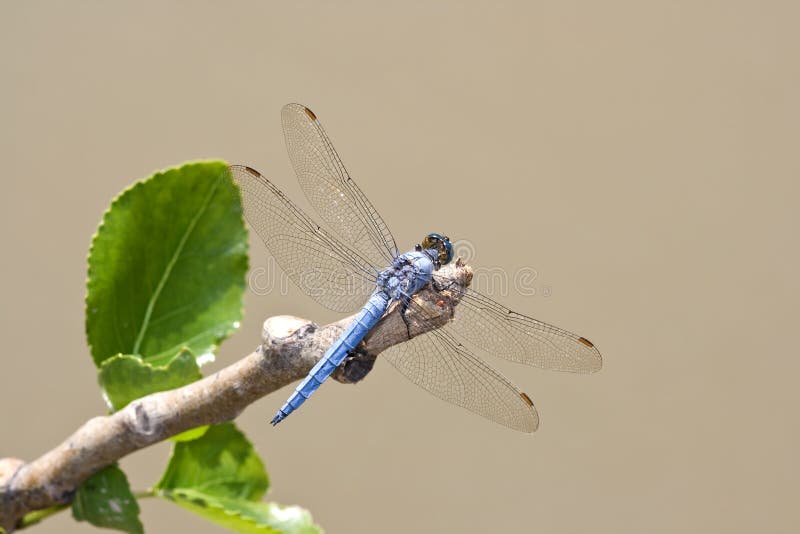 Southern Skimmer stock photo. Image of outdoor, insect - 6918360