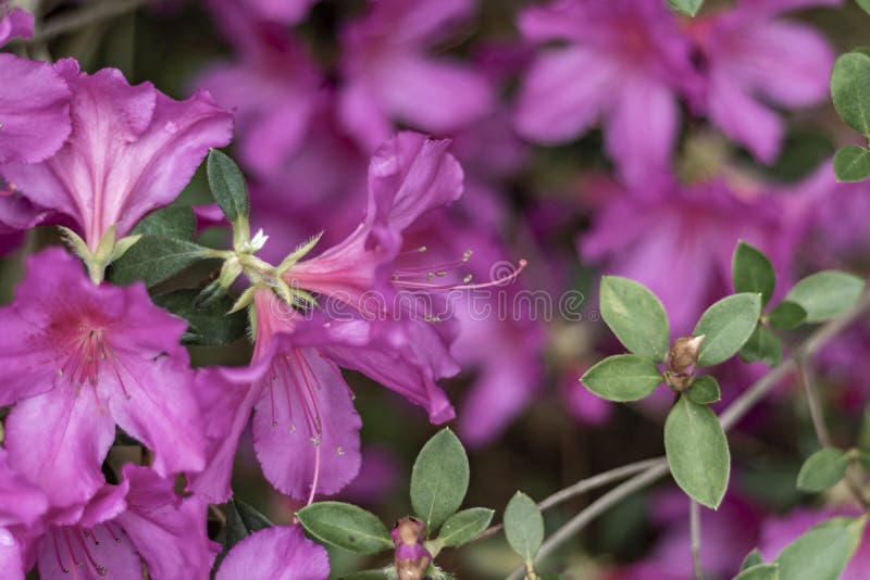 Southern spring azaleas stock photo. Image of park, closeup - 144660550