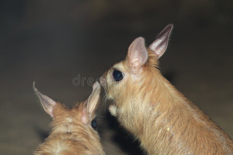 Southern springhare stock image. Image of capensis, nature - 83014863
