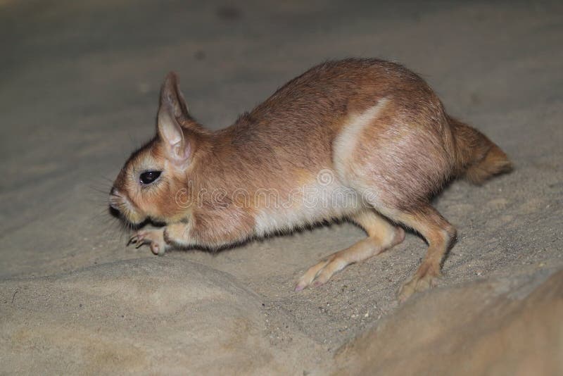 Southern springhare stock photo. Image of animal, mammal - 109061128