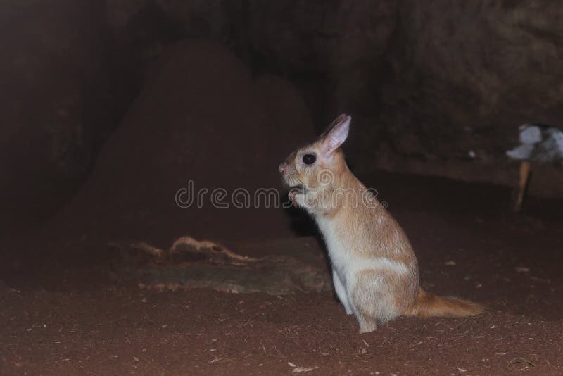 Southern springhare stock photo. Image of mammal, animal - 121461146