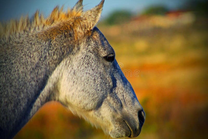 Southern stallion stock image. Image of stallion, side - 48396209