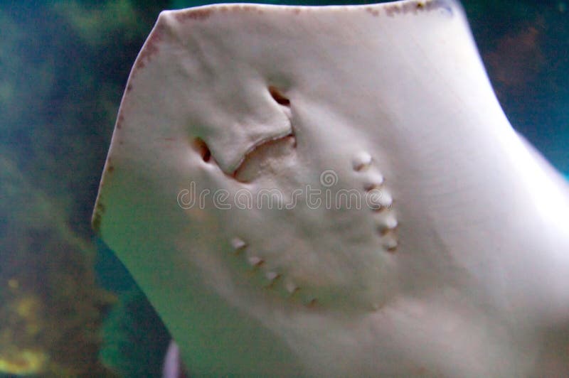 Southern stingray stock image. Image of aquarium, diving - 12212365