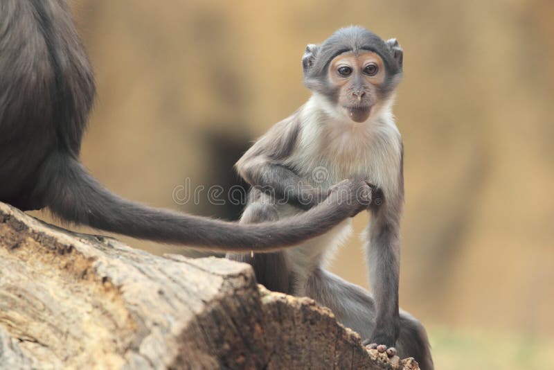 Southern talapoin stock image. Image of miopithecus, southern - 29648289