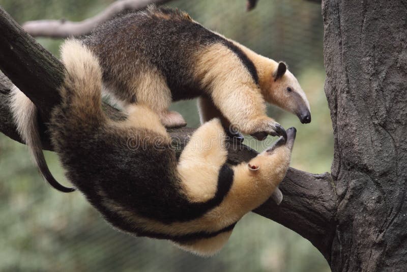 Southern tamandua stock photo. Image of tetradactyla - 21244138