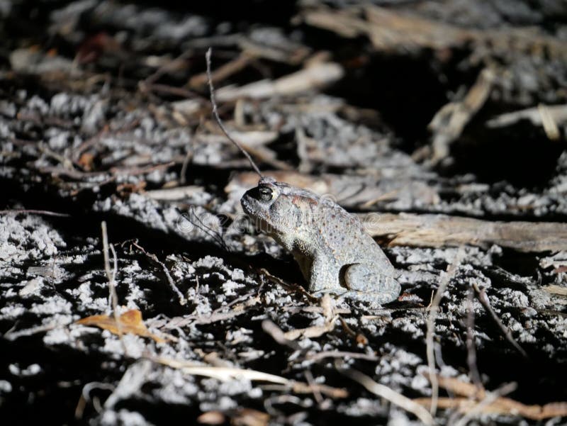 Southern Toad at Night on Forest Floor Stock Image - Image of textured ...