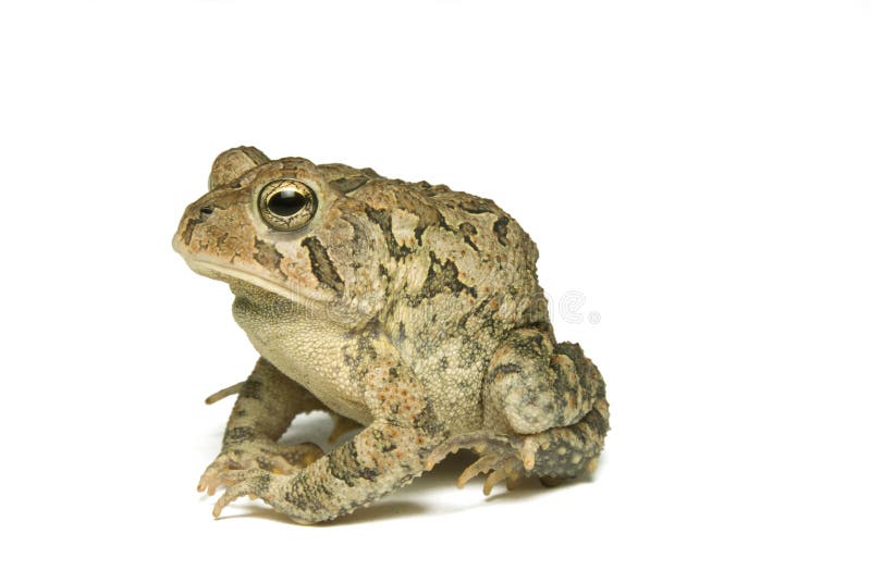 Southern Toad Profile stock photo. Image of toad, zoology - 6733008