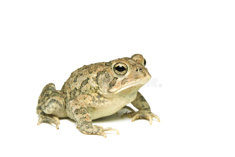 Southern Toad Profile stock photo. Image of toad, zoology - 6733008