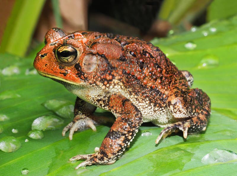 Southern Toad on Tropical Plant Stock Image - Image of warts, rain ...