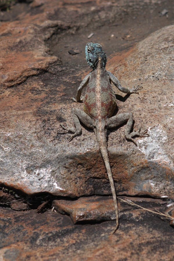 Southern Tree Agama stock photo. Image of colorful, head - 18409926