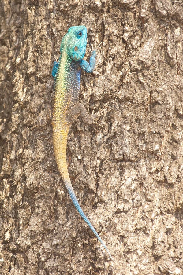 Blue Headed Tree Agama, Tanzania Stock Photo - Image of nature, headed ...