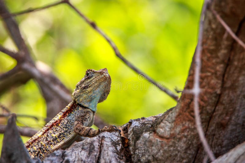 Southern Tree Agama in the Tree. Stock Image - Image of park, animal ...