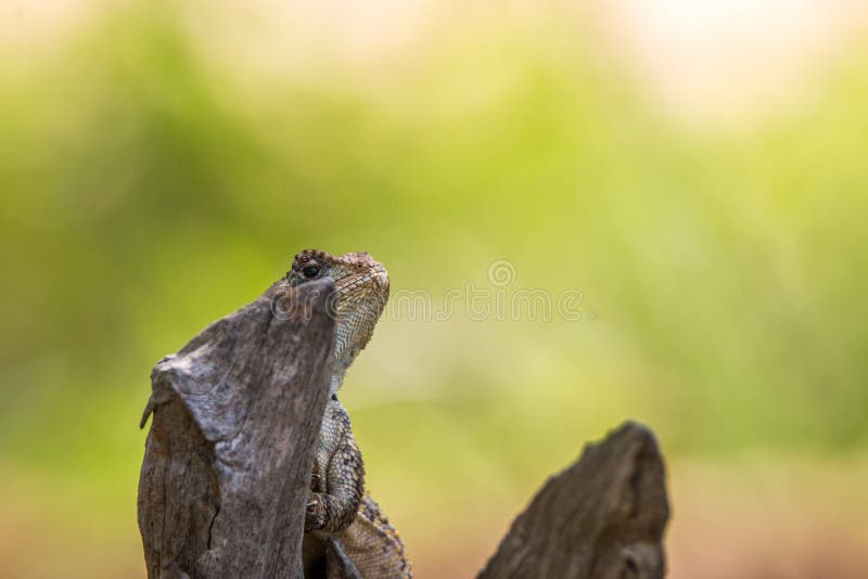 Southern Tree Agama in the Tree. Stock Photo - Image of nature ...