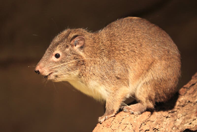 Yellow-spotted rock hyrax stock image. Image of animal - 31349667