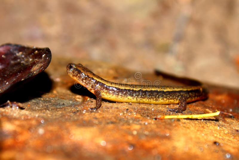 Southern Two-lined Salamander Indiana Stock Photo - Image of united ...