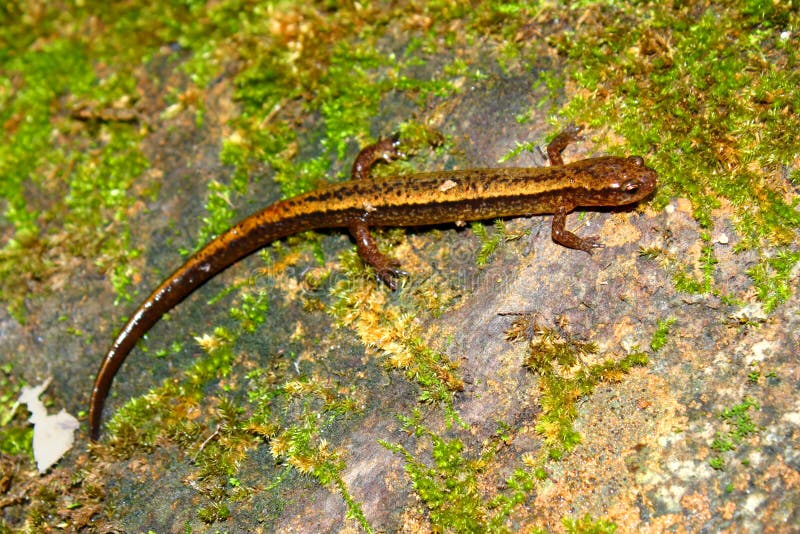 Southern Two-lined Salamander Indiana Stock Photo - Image of wild ...