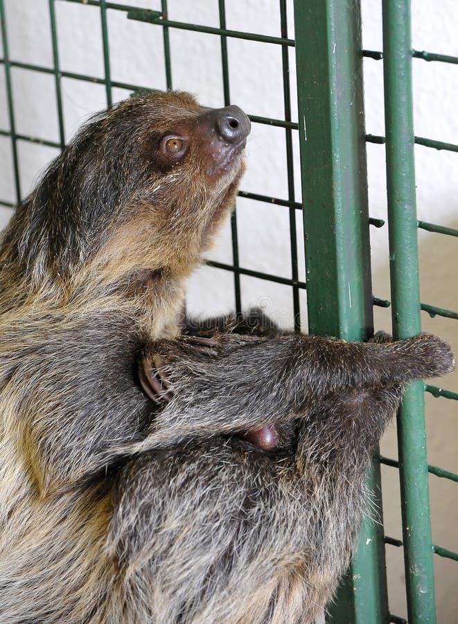 Southern Two-toed Sloth stock image. Image of eyes, sloth - 14413049