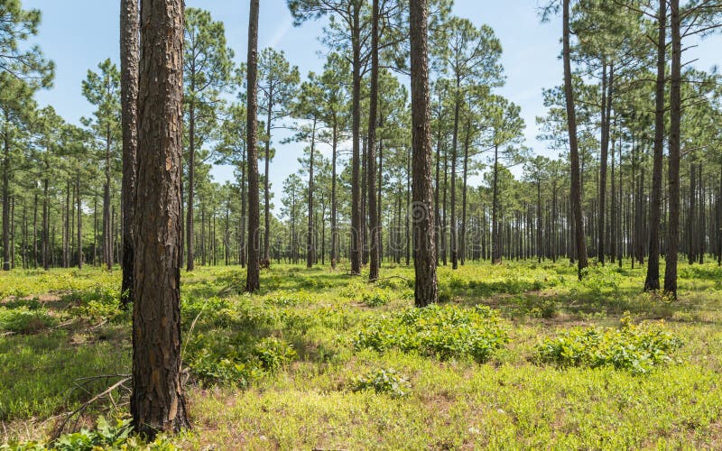 Southern USA Pine Forest stock image. Image of southern - 40733677