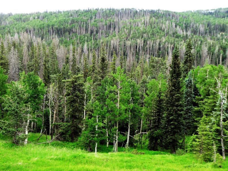 Southern Utah s forest stock image. Image of heat, adaptation - 73830241