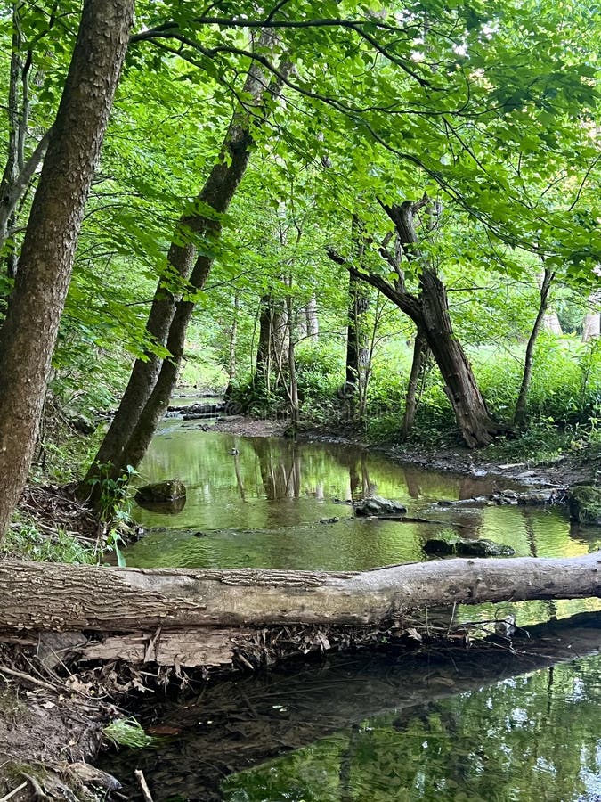 Nature images in Virginia stock image. Image of southern - 321130833