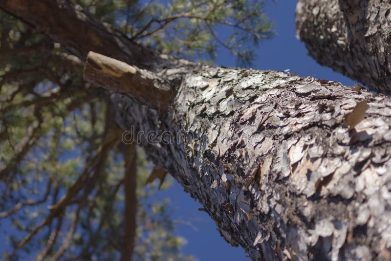 Southern Yellow Pine stock image. Image of horizontal - 47770689