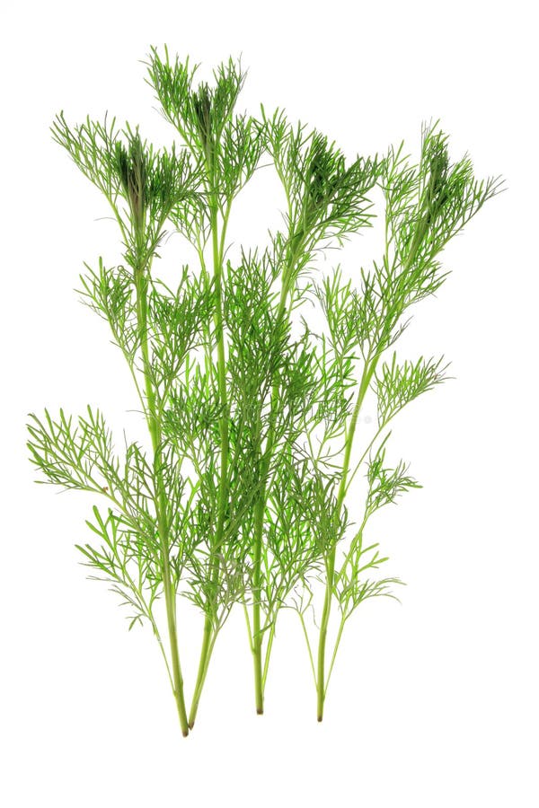 Southernwood (Artemisia Abrotanum) Obraz Stock - Obraz złożonej z ziele ...