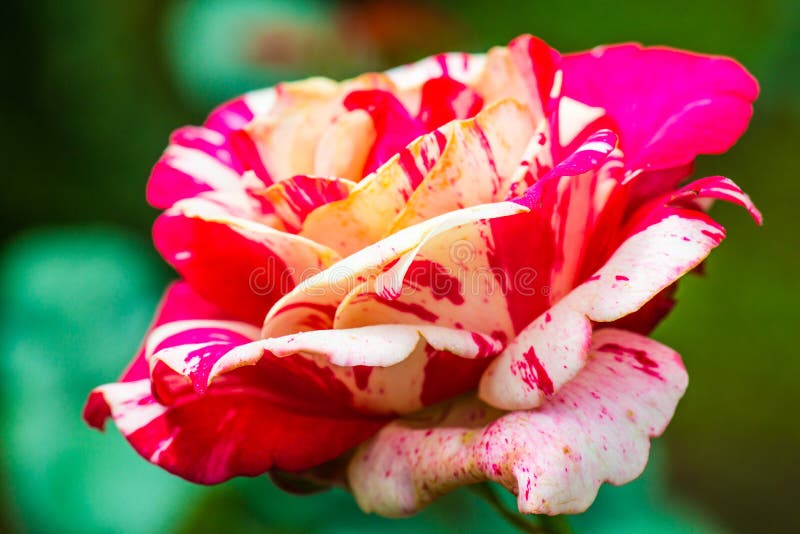 Soutine Rose or Red and White Rose in Garden Stock Image - Image of ...