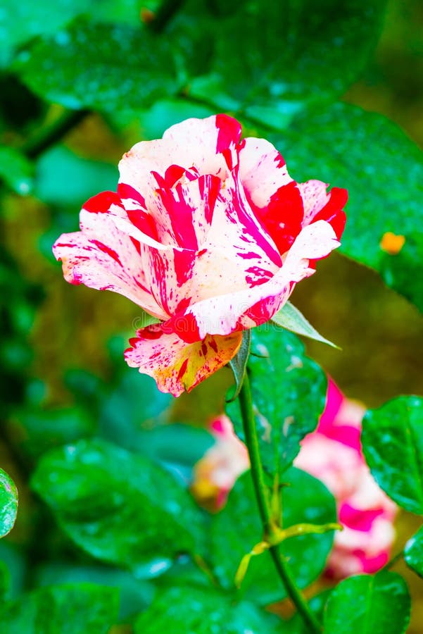 Soutine Rose or Red and White Rose in Garden Stock Image - Image of ...
