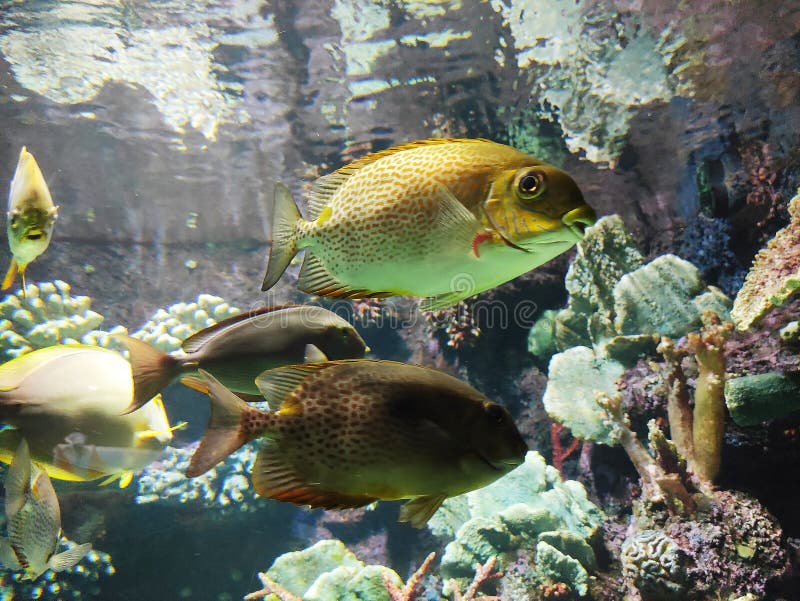 Dried Puffer fish stock photo. Image of rock, south, port - 45197892