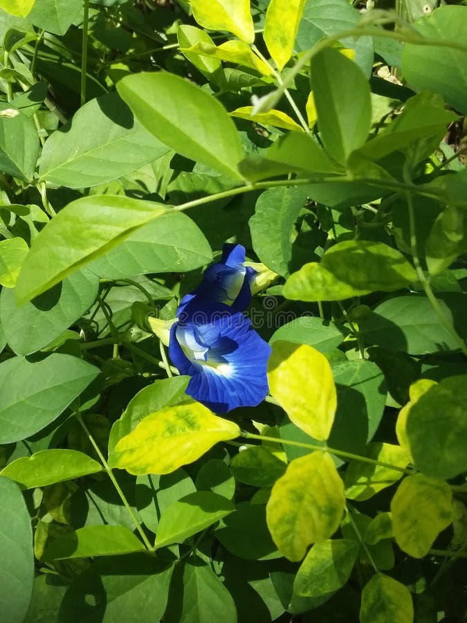 Sova of blue stock image. Image of sova, shrub, tree - 203781219