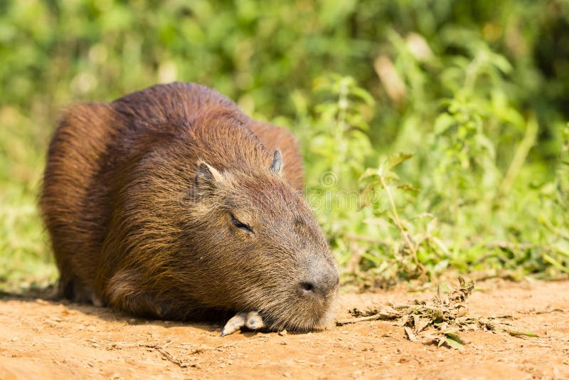 Avslappnande Capybara arkivfoto. Bild av framsida, trötthet - 44581206