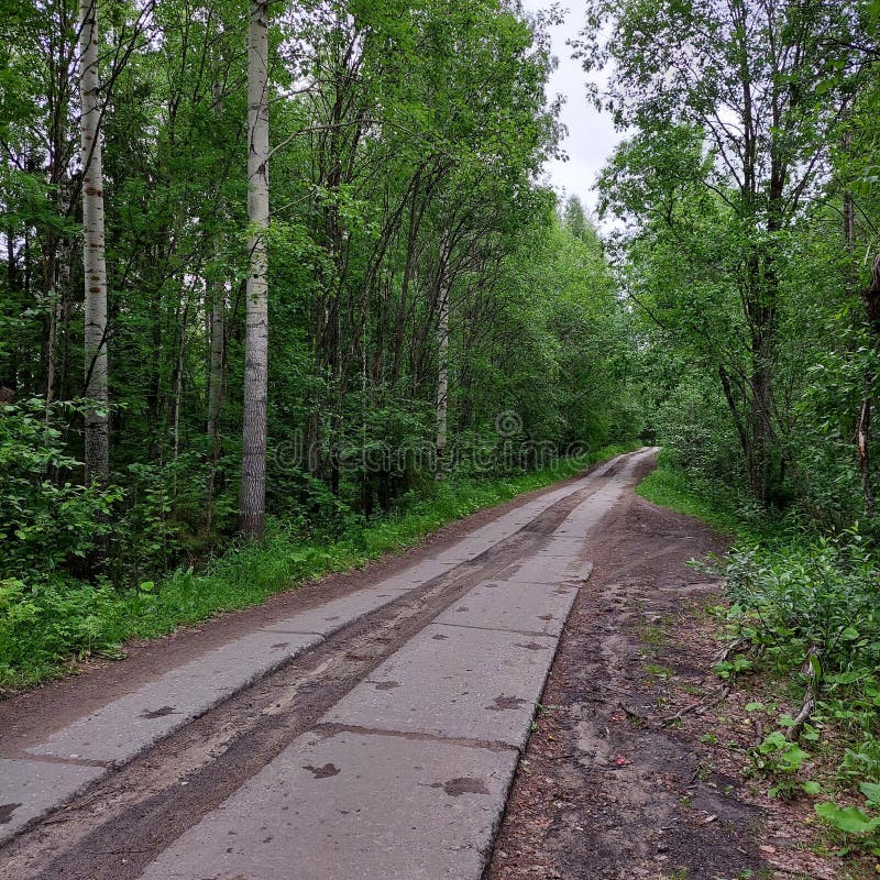 Soviet Abandoned Road in the Forest Stock Photo - Image of grass ...