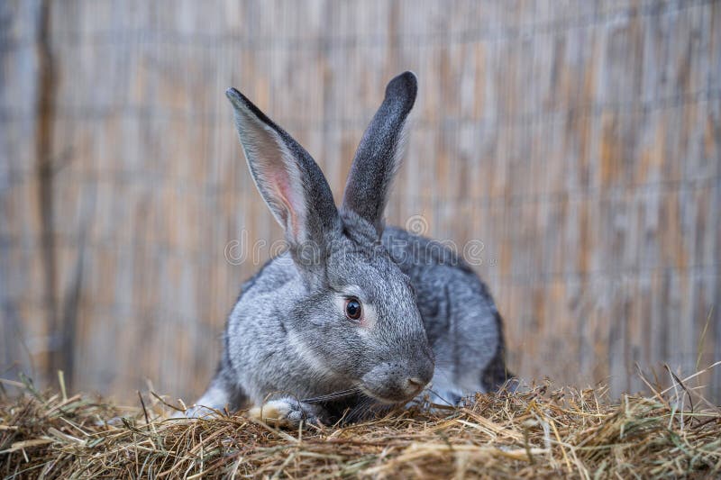 Soviet Chinchilla Rabbit Medium Size Sitting on a Hay before Easter ...
