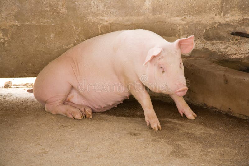 A pregnant sow stock photo. Image of yard, range, compassionate - 14322052