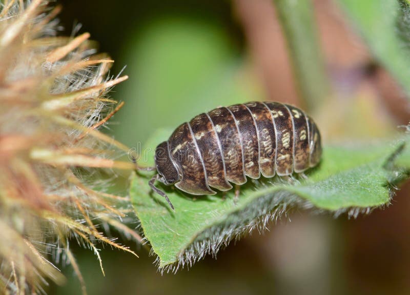 Houston Poly Logo Stock Photos - Free & Royalty-Free Stock Photos from ...