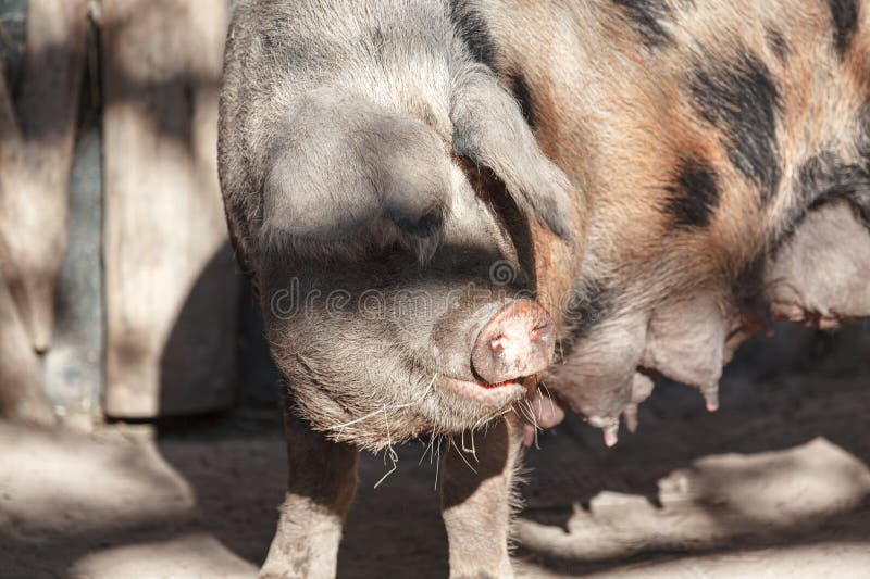 Sow on the farm stock image. Image of happy, mammal - 270059017