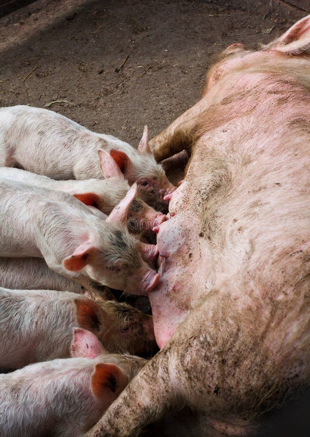 Feeding piglets with sow stock image. Image of adorable - 18685451