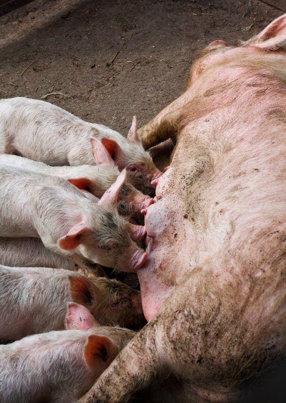 Sow feeding the pigs stock photo. Image of little, asleep - 20489336