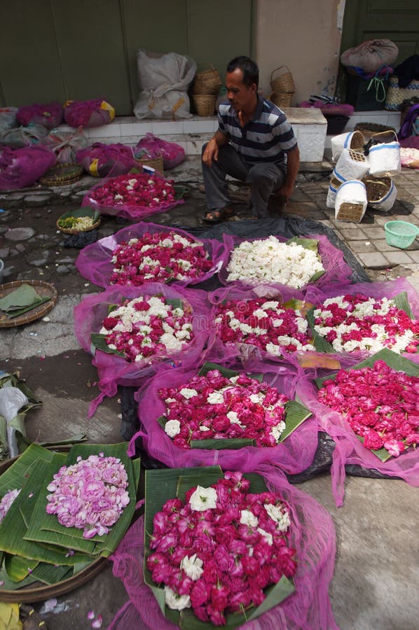 Sow flowers editorial photography. Image of petal, solo - 41731087