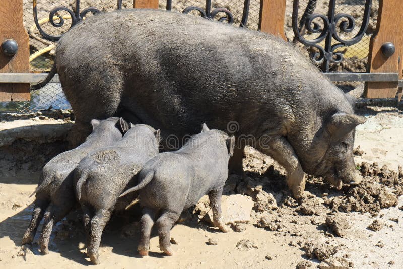 Sow stock photo. Image of pigpen, breeding, farming, mammal - 42249472